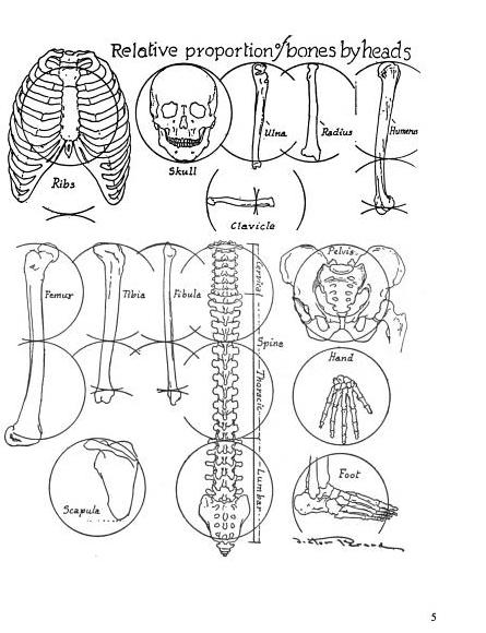 Anatomy and Drawing (Victor Perard) купить книгу в Киеве | DESIGNBOOK